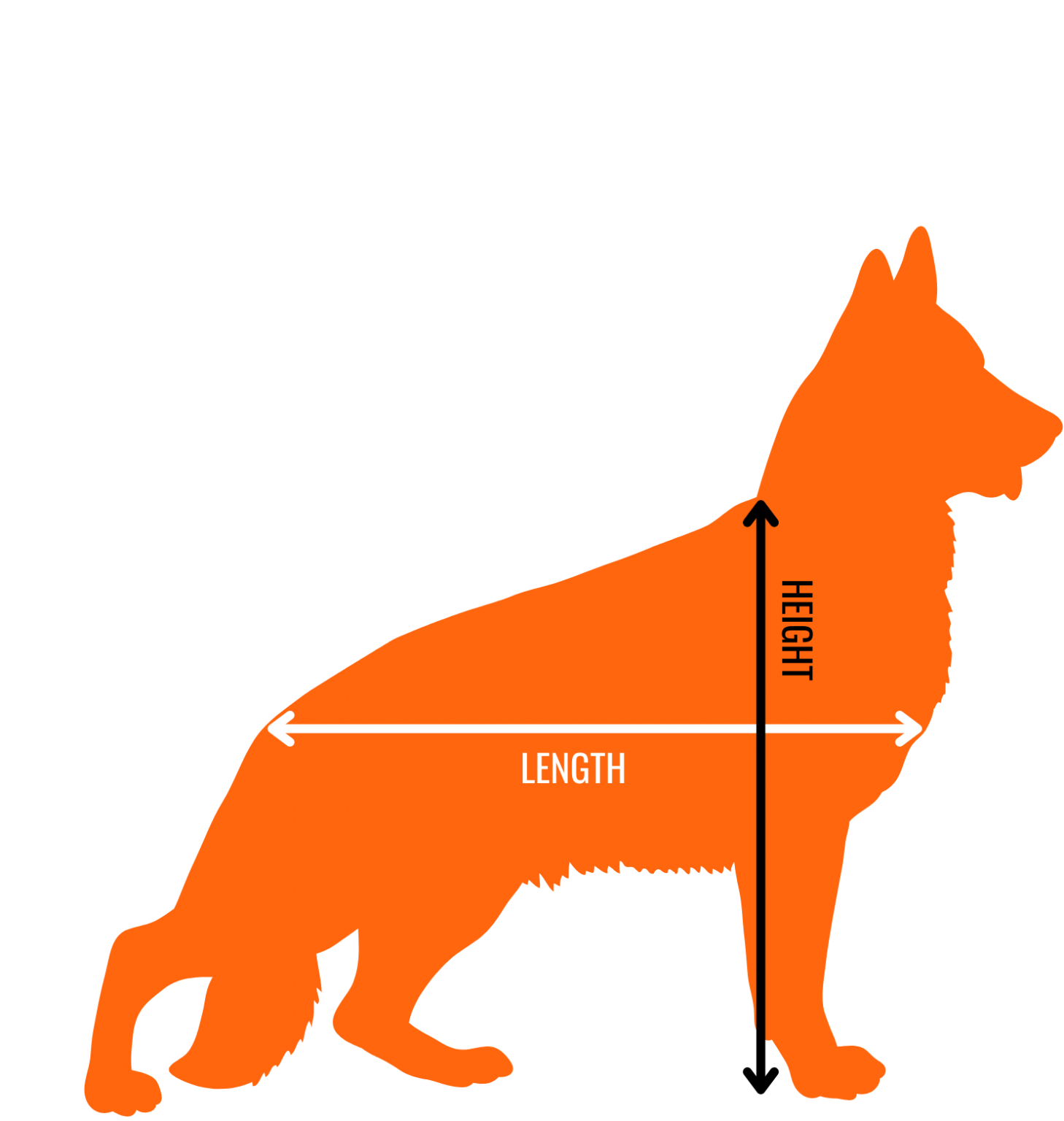 GERMAN SHEPHERD ANATOMY – Aldamar German Shepherds